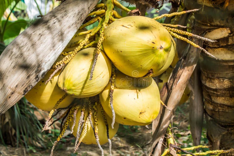 Coco amarillo imagen de archivo. Imagen de tailandia - 64552933