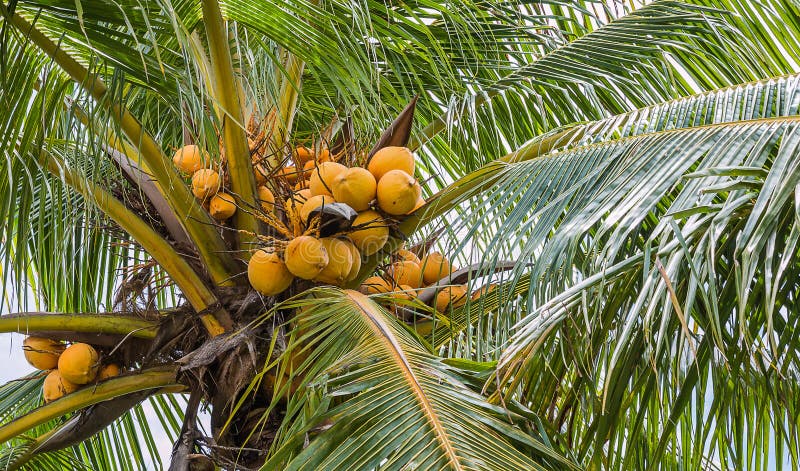 Coco Amarillo En La Palmera Palmera Enana Malaya De Oro Primer De Oro ...