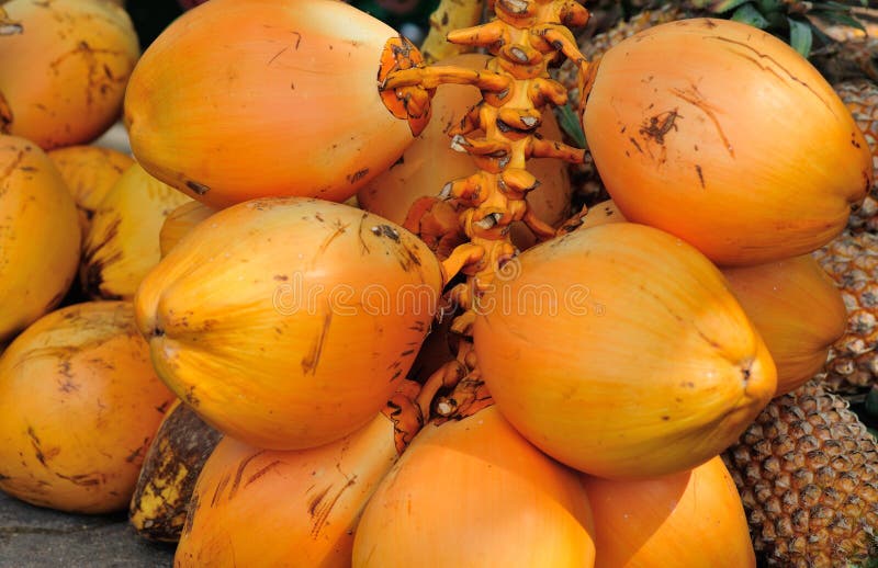 Coco amarillo del rey foto de archivo. Imagen de dulce - 93046118