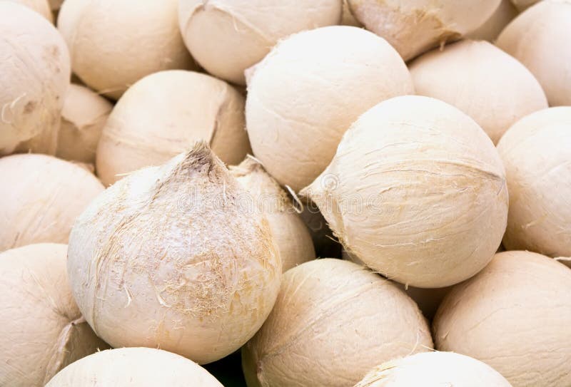 Coco blanco dulce joven foto de archivo. Imagen de maduro - 23726202