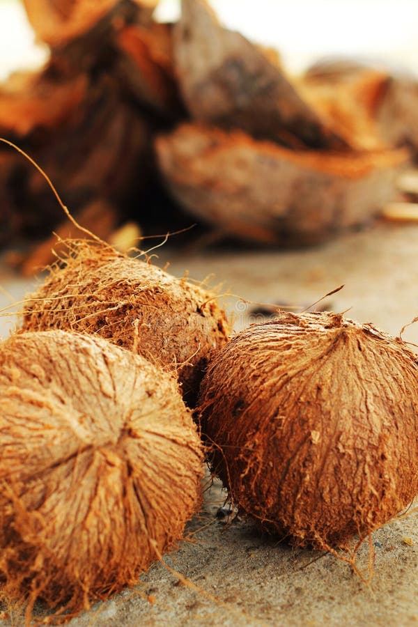 Coco Blanco Y Spathe Marrón. Imagen de archivo - Imagen de planta, cubo ...
