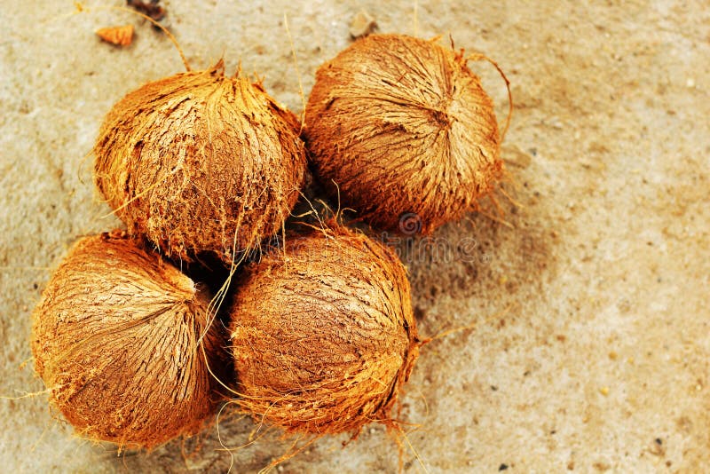 Coco Blanco Y Spathe Marrón. Imagen de archivo - Imagen de leche ...