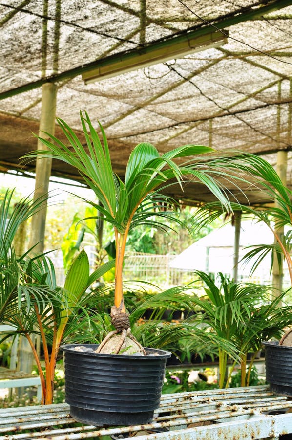 Coco bonsai shop stock image. Image of twigs, black, leafs - 20486409