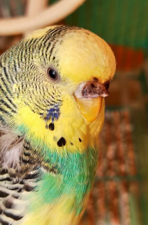 Coco the budgie bird stock photo. Image of animal, chicken - 206613086