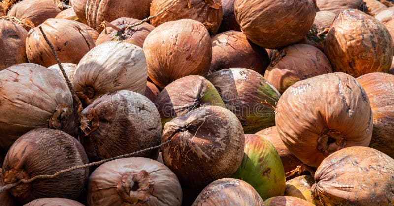 Coco Seco Coco Coco Coco Castanho, Frutos De Casca Rija, Para Formação ...