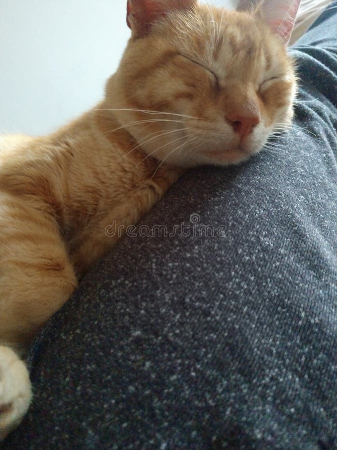 Coco Cat Beautiful Pretty Animal Stock Image - Image of beautiful ...