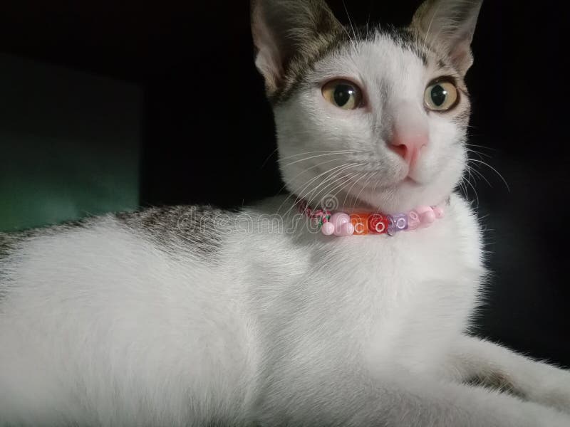 Coco the cat chilling stock photo. Image of love, black - 351708232