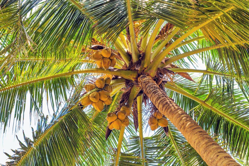 Coco on coconut tree stock image. Image of indonesia - 69079039