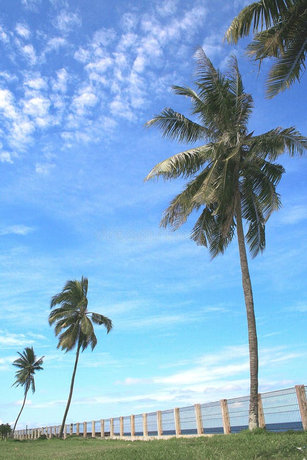 Coco stock photo. Image of beach, coconut, coco, trees - 139245696