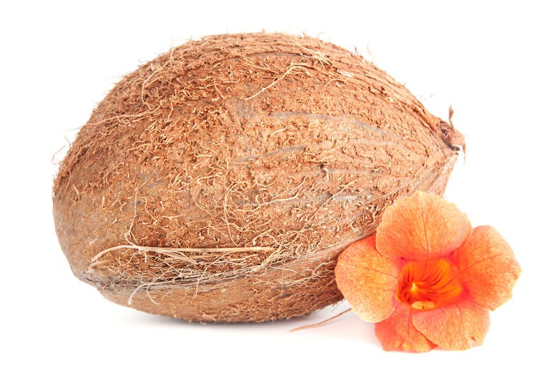 Coco Con La Flor Anaranjada Aislada En Blanco Imagen de archivo ...
