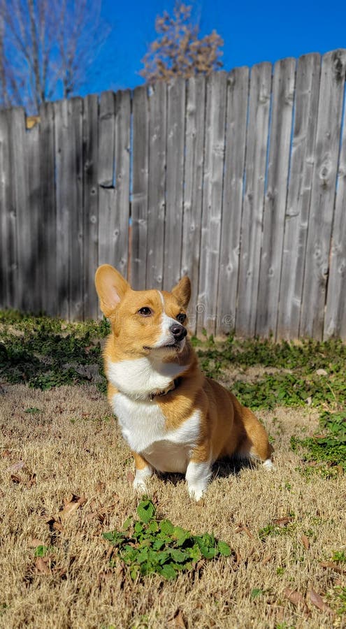 Coco Corgi Stock Photos - Free & Royalty-Free Stock Photos from Dreamstime