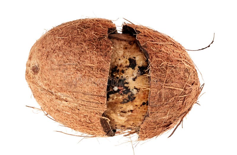Coco podre imagem de stock. Imagem de alimento, rotten - 62292653