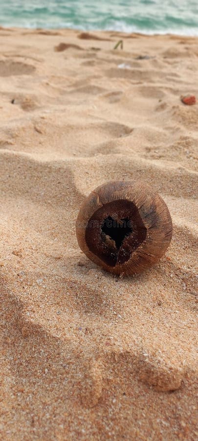 Coco De Arena Marina Enamorado De Este Mundo Foto de archivo - Imagen de arena, amor: 330304080