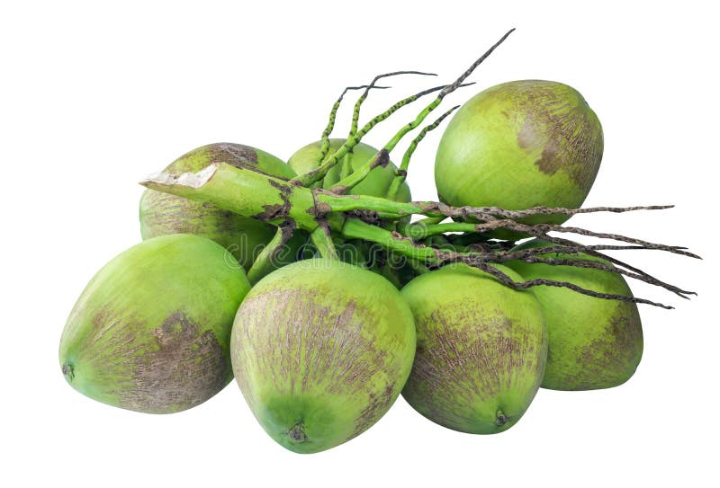 Coco De Coco Cocotero Coco De Coco Verde Joven Fruta De Verano Foto de ...