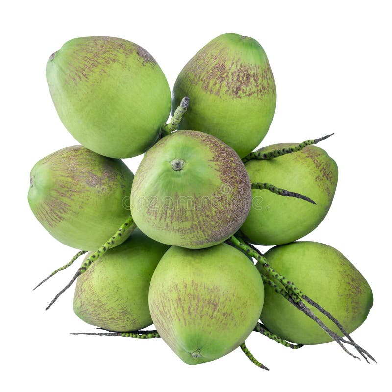 Coco De Coco Cocotero Coco De Coco Verde Joven Fruta De Verano Imagen ...