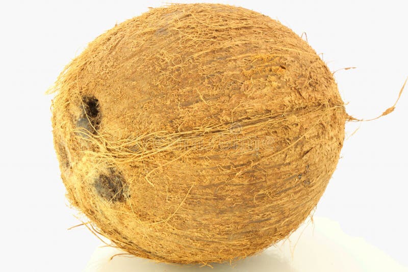 Coco de la fruta foto de archivo. Imagen de medio, vivero - 36177030