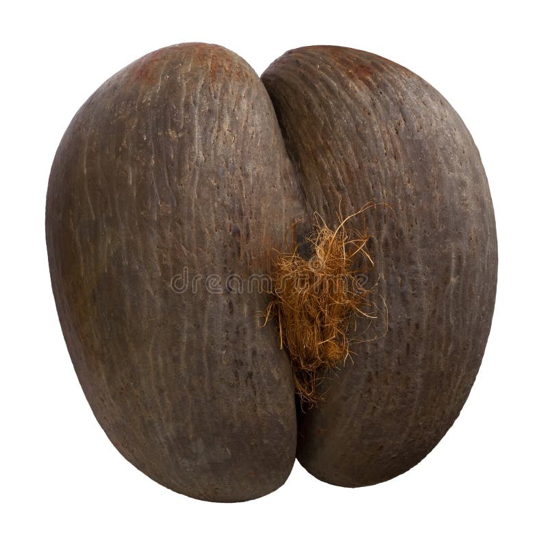 Coco De Mer, Mahe, Seychelles Fotografia Stock - Immagine di indiano ...