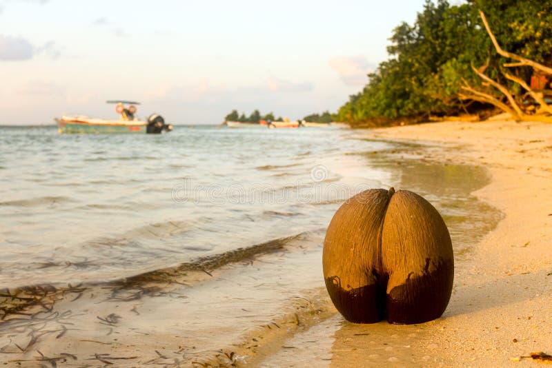 Coco de mer 库存图片. 图片 包括有 通常, 概念, 掌上型计算机, 颜色, 海岸, 海岛, 椰子 - 67812393