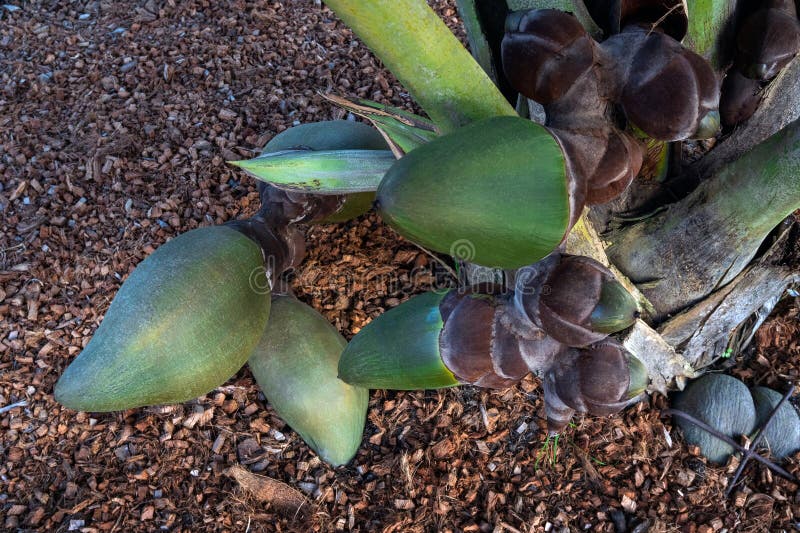 Coco De Mer (Lodoicea Maldivica) is Fruiting. Stock Photo - Image of ...
