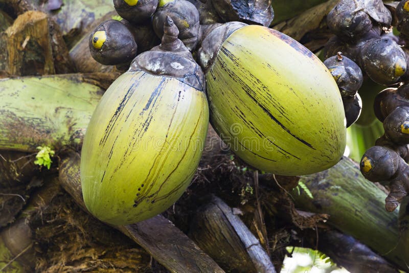 Coco De Mer, Mahé, Seychellerna Arkivfoto - Bild av jätte, stort: 45782336
