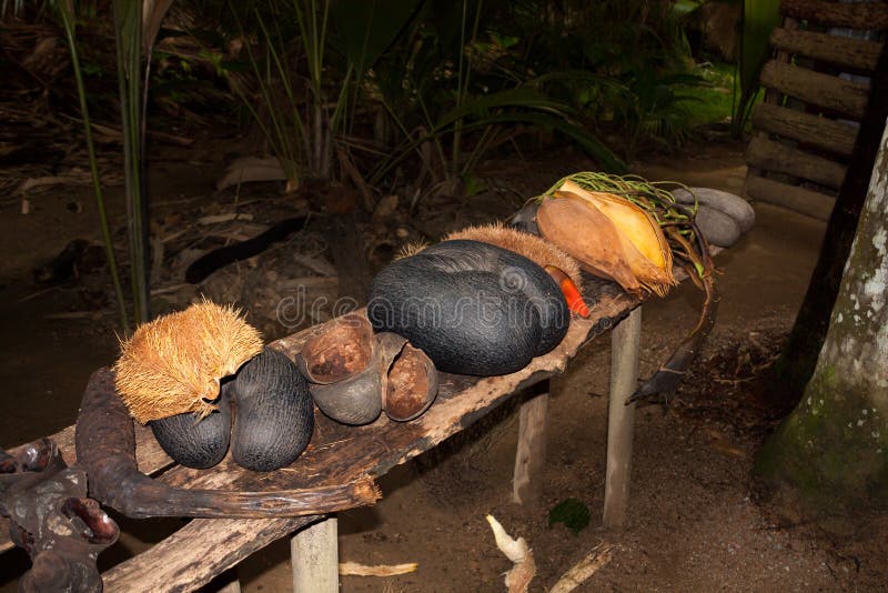 Coco De Mer Nut stock photo. Image of praslin, bench - 56991634