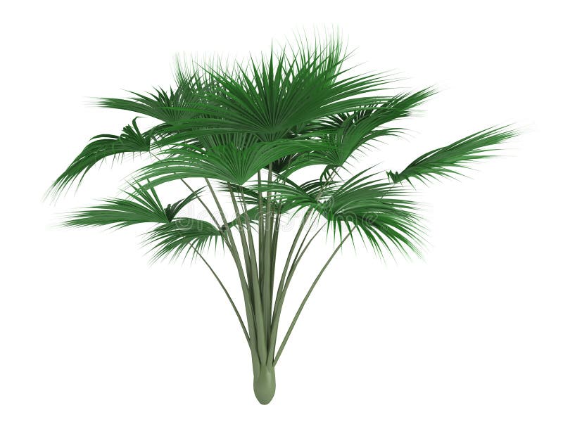 Coco De Mer Stock Illustrations – 13 Coco De Mer Stock Illustrations ...