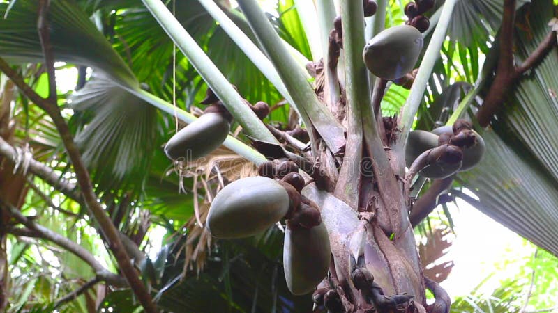 Coco De Mer Palm Tree with Fruits Stock Video - Video of palm, coco ...