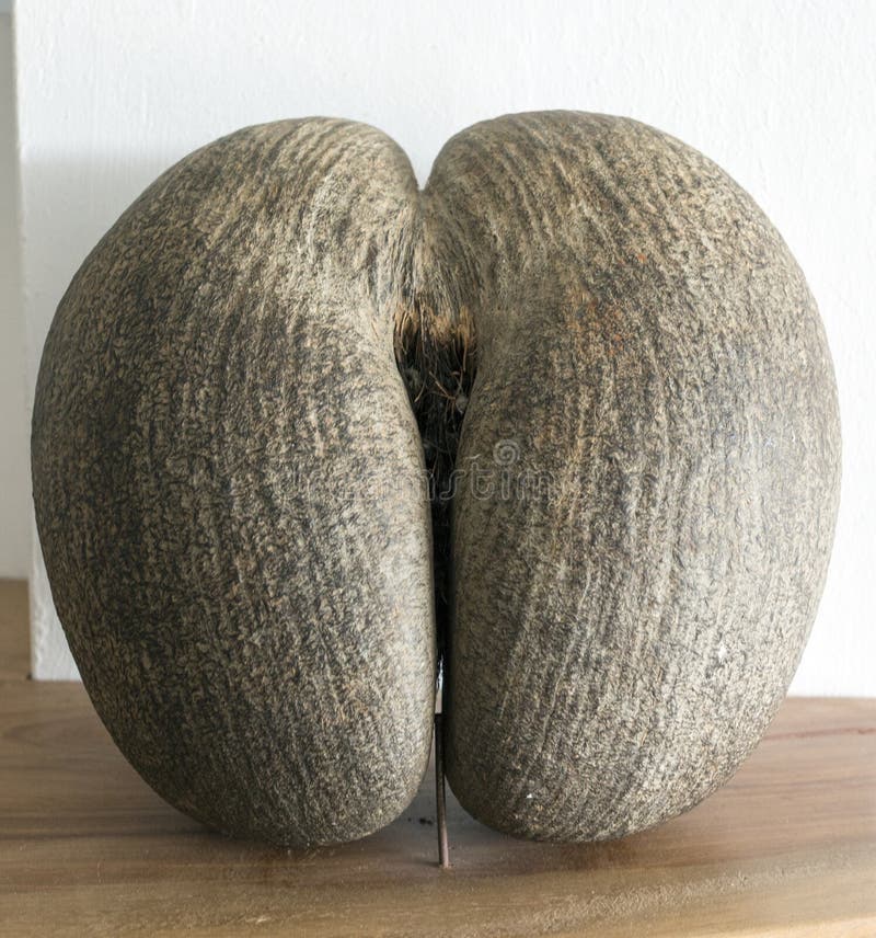 Coco de mer Seychelles editorial image. Image of botany - 148642595