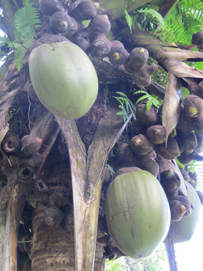 Coco De Mer Tree stock image. Image of food, unique, tree - 91817547