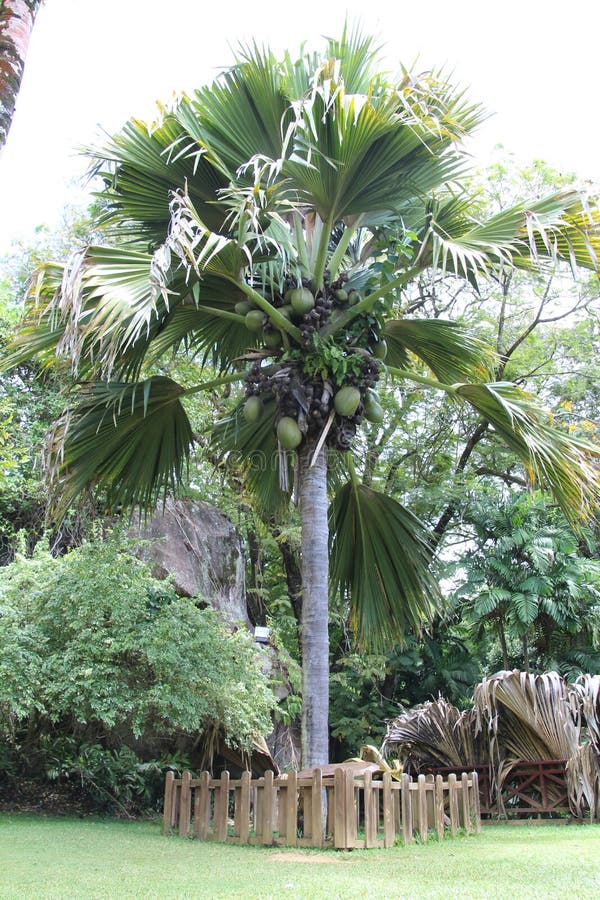 Coco De Mer Tree stock image. Image of seed, tropics - 91817639