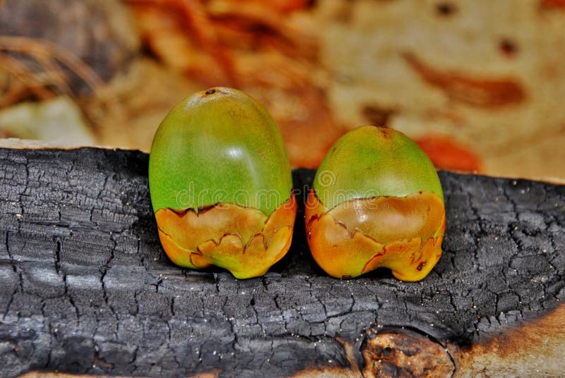 Coco 6 del bebé foto de archivo. Imagen de animales, oriente - 40759766