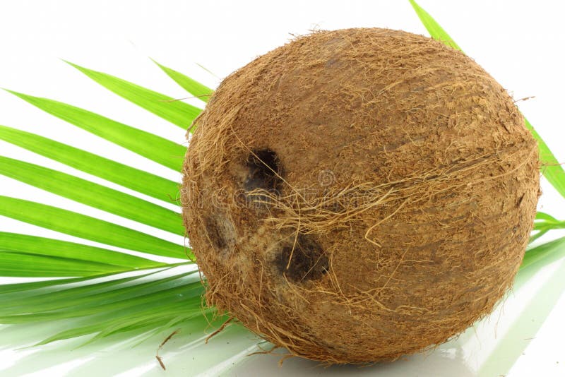 Fruto Do Coco Com Folhas Do Coco Foto de Stock - Imagem de sipper ...