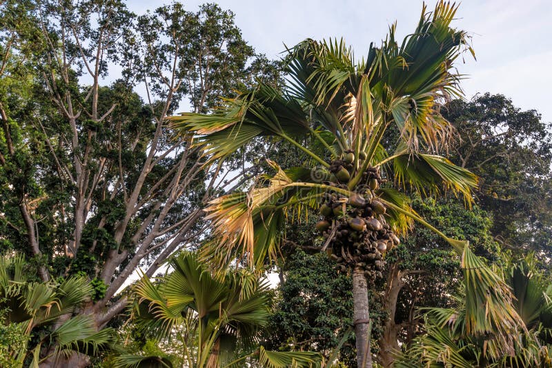 Coco Do Mar Ou Lodoicea Maldivica Foto de Stock - Imagem de preto ...