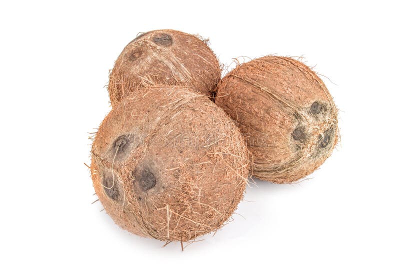Coco en blanco imagen de archivo. Imagen de roto, primer - 237547083