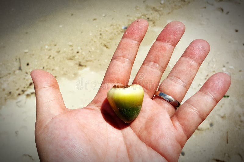 Coco en la mano humana foto de archivo. Imagen de verde - 94384586