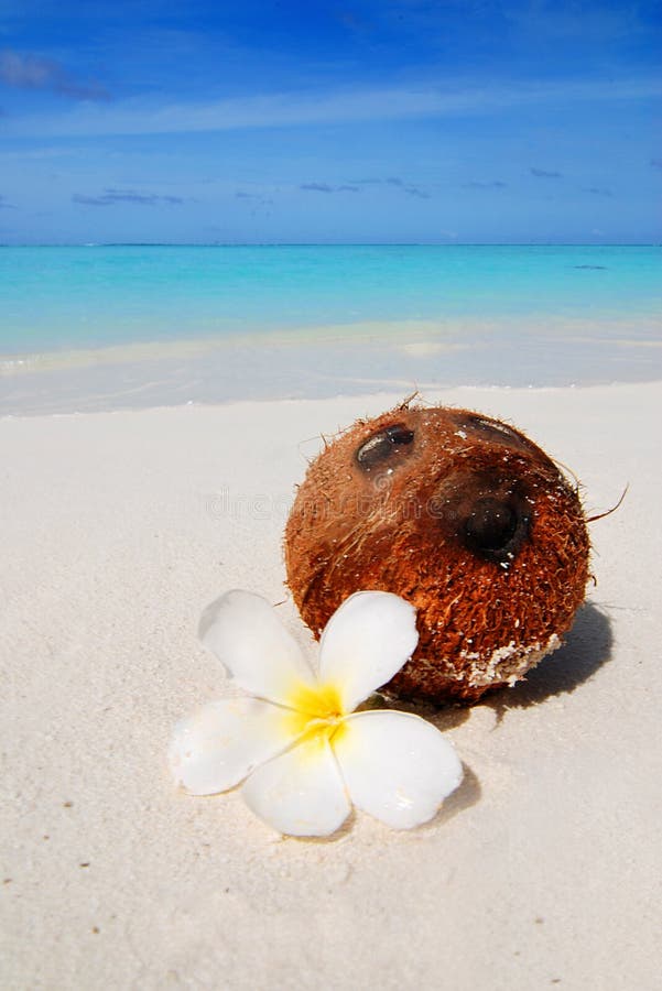 Coco en la playa imagen de archivo. Imagen de maldivas - 12470983
