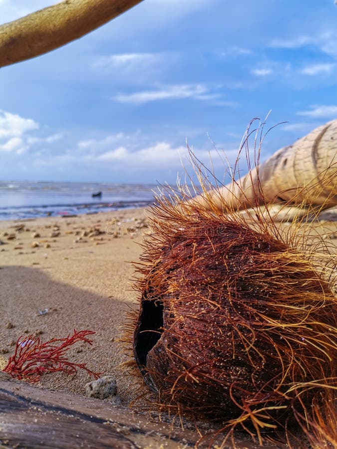 Coco en la playa foto de archivo. Imagen de playa, arena - 219659416
