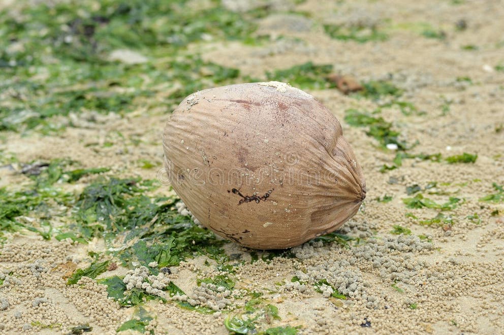 Coco en la playa imagen de archivo. Imagen de duro, fresco - 25776515