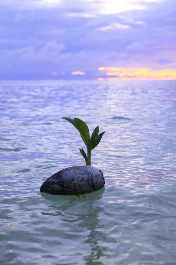 Semilla Del Coco Que Deriva En El Mar Foto de archivo - Imagen de ...