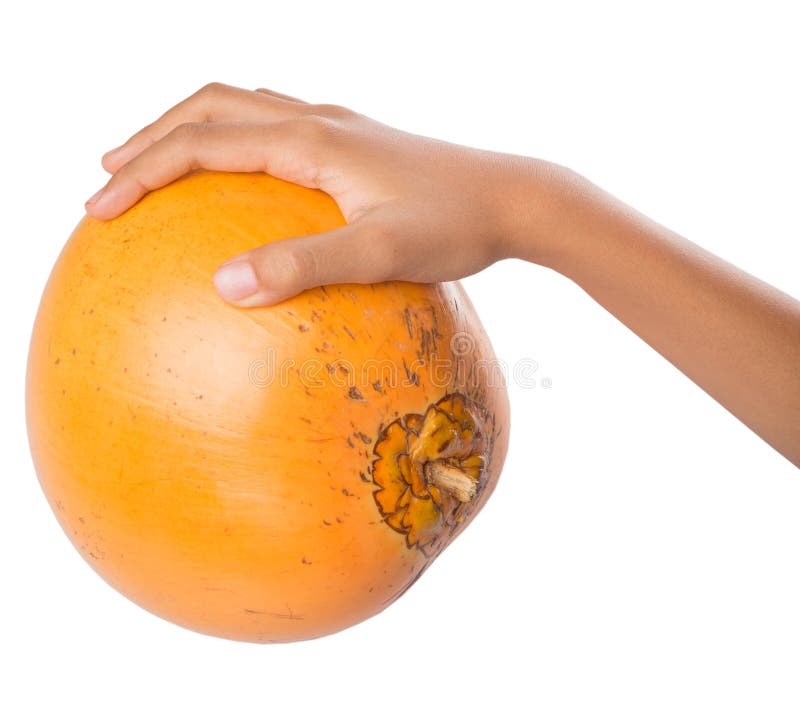 151 Coco Enano Fotos de stock - Fotos libres de regalías de Dreamstime