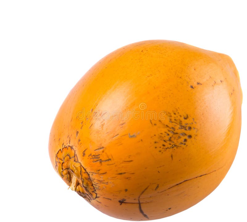 Coco enano malayo IV foto de archivo. Imagen de maduro - 48926210