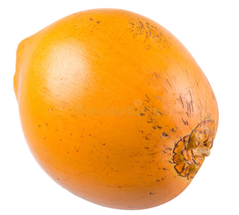 151 Coco Enano Fotos de stock - Fotos libres de regalías de Dreamstime