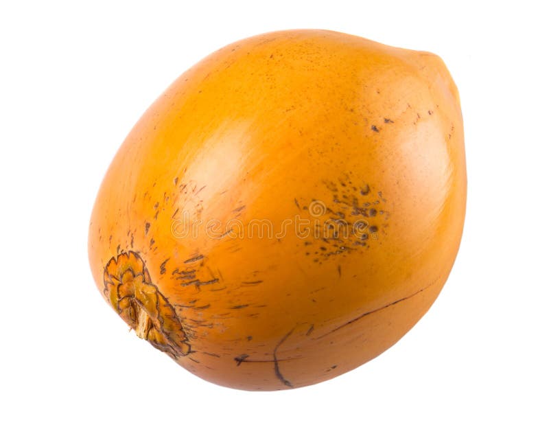 Hojas Enanas Del Coco En El Home Page Imagen de archivo - Imagen de ...