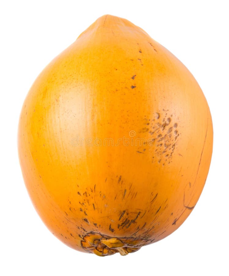 Coco enano malayo III imagen de archivo. Imagen de coco - 48926209