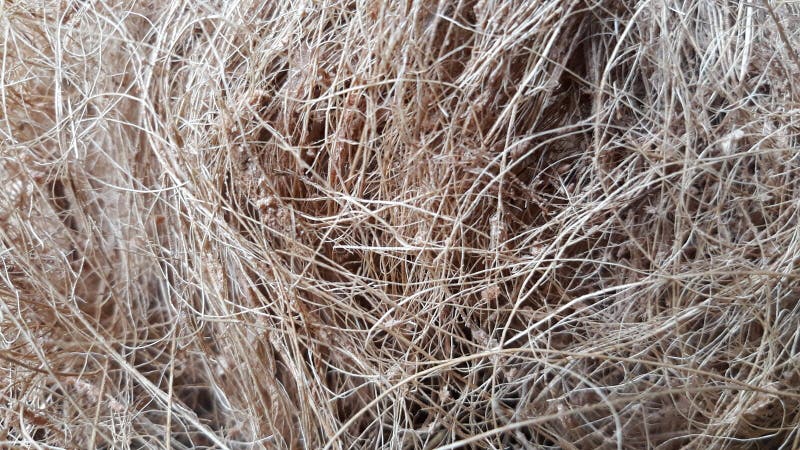 Coco Fiber Made from Coconut Skin Stock Image - Image of wood, winter ...