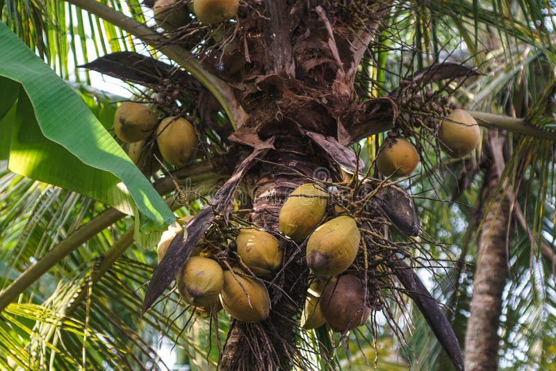 Racimo del coco foto de archivo. Imagen de cubo, gastrónomo - 49723230
