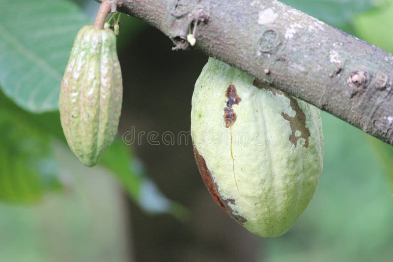 Coco Fruit stock photo. Image of nature, western, ghats - 103752708