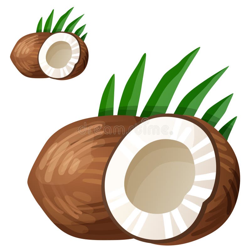 Coco Icono Detallado Del Vector Aislado En Blanco Ilustración del ...