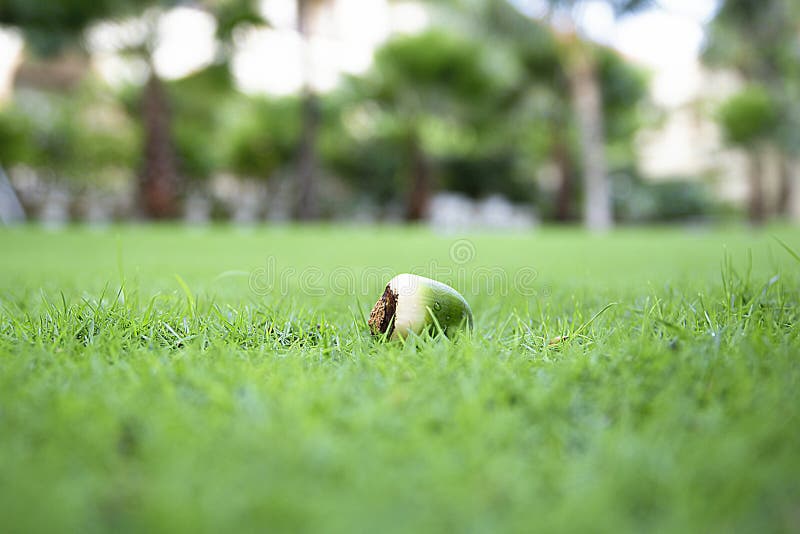 Coco Na Grama. Coco Fechado Foto de Stock - Imagem de fundo, tropical ...