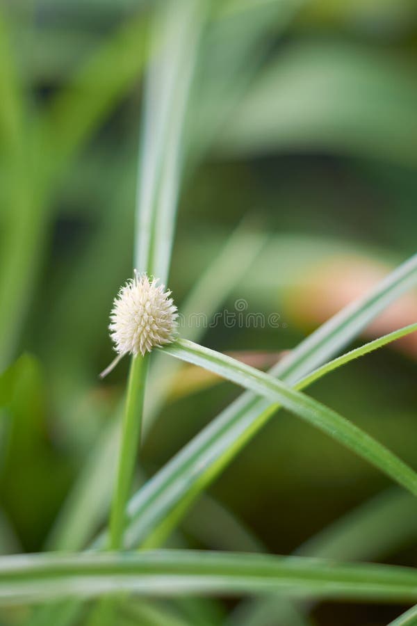 Coco or Java Grass or Nutgrass Plant with Flower Stock Photo - Image of ...